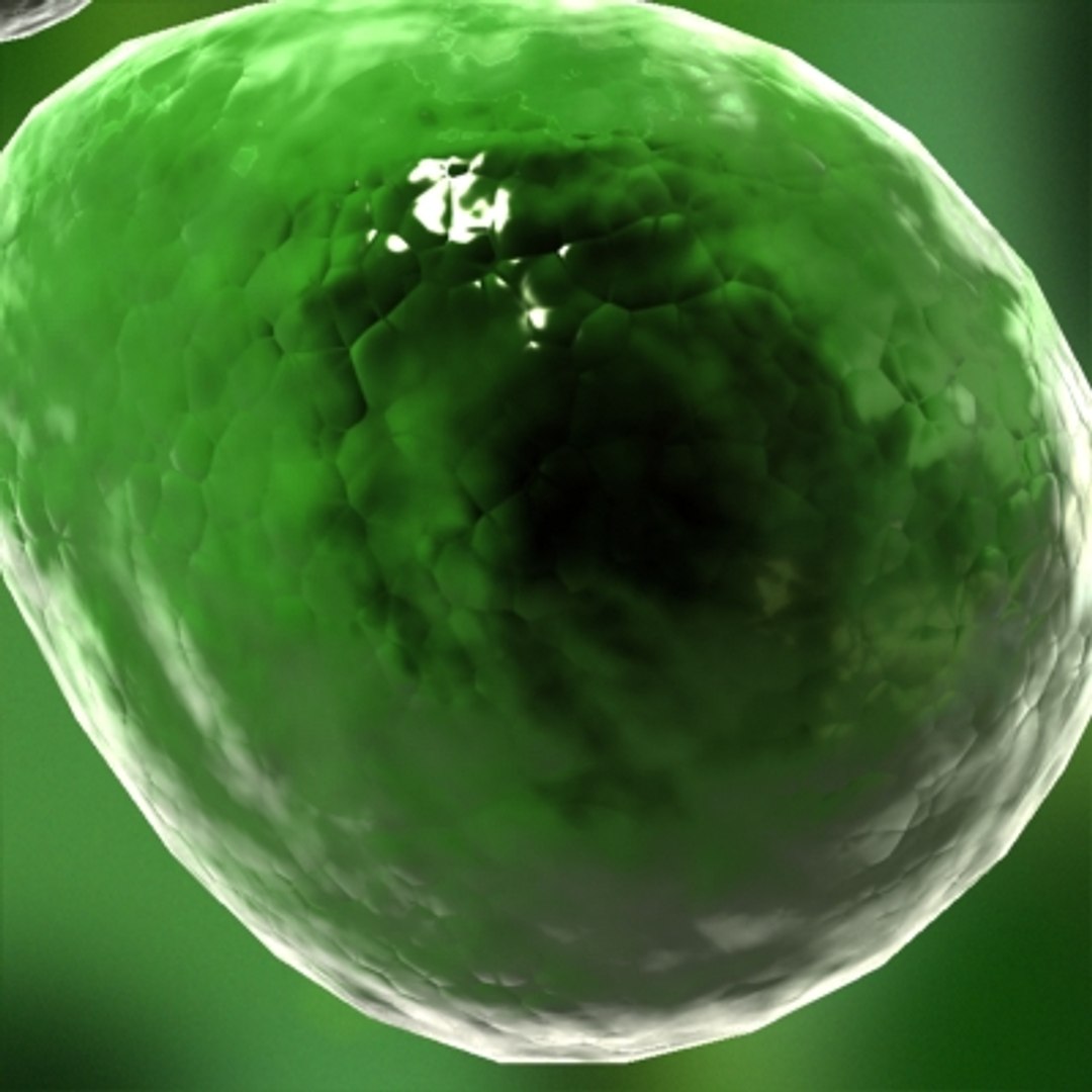 3d Model Green Plant Cell