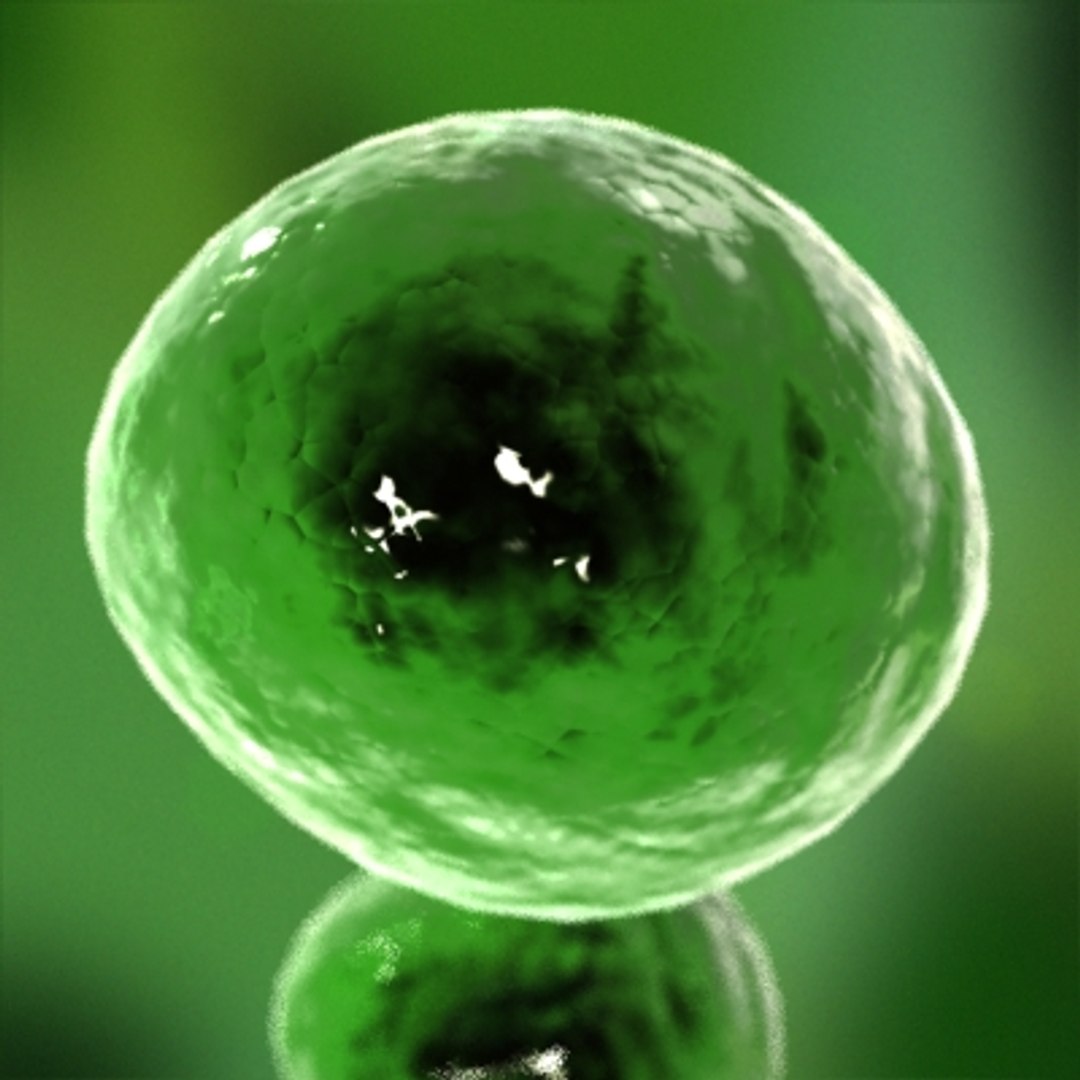 3d Model Green Plant Cell