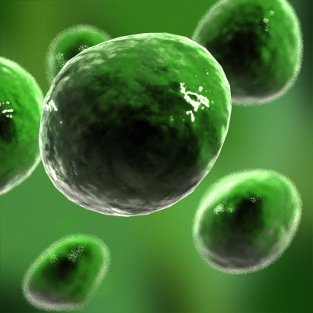3d Model Green Plant Cell