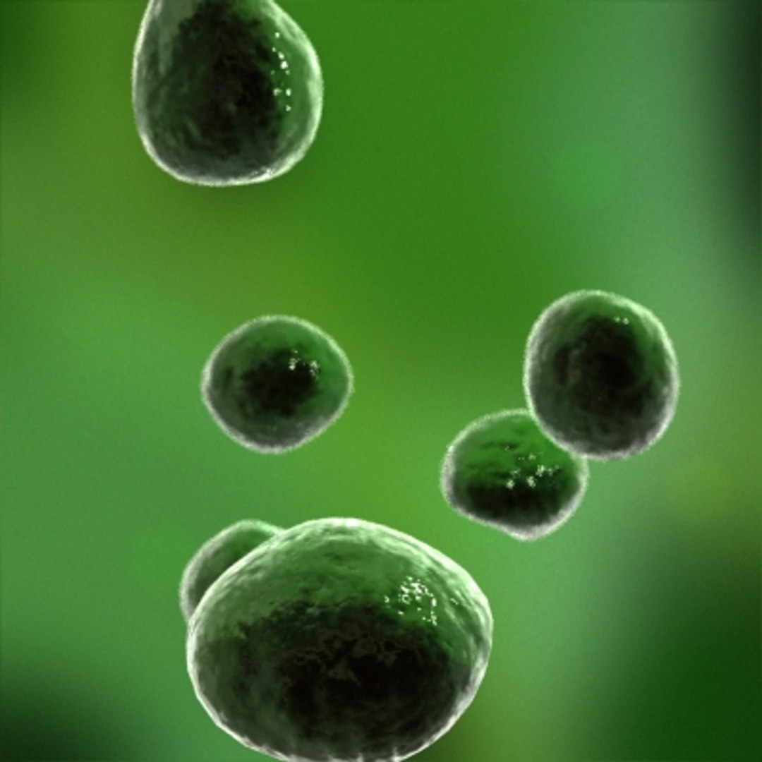 3d Model Green Plant Cell