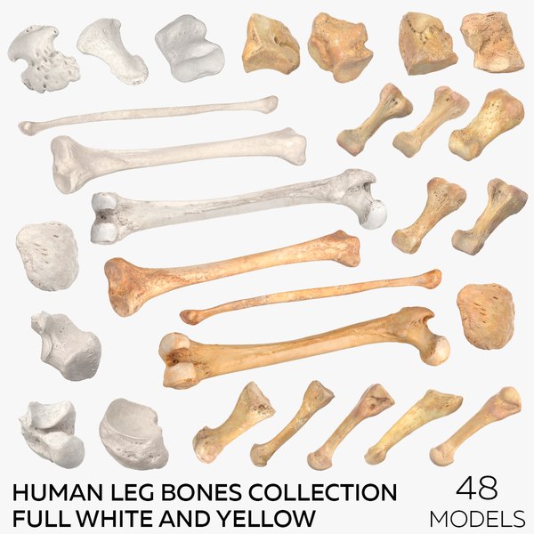 Bone 3D Models for Download | TurboSquid