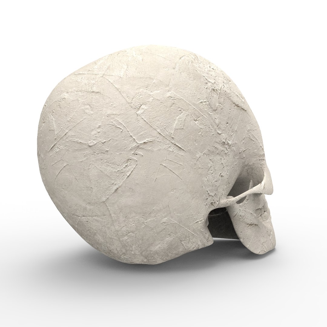 3d plaster skull