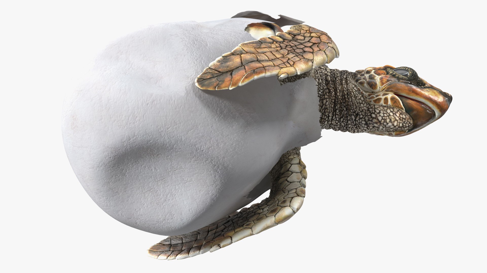 Sea Turtle Reproductive Cycle Collection Model - TurboSquid 2209200