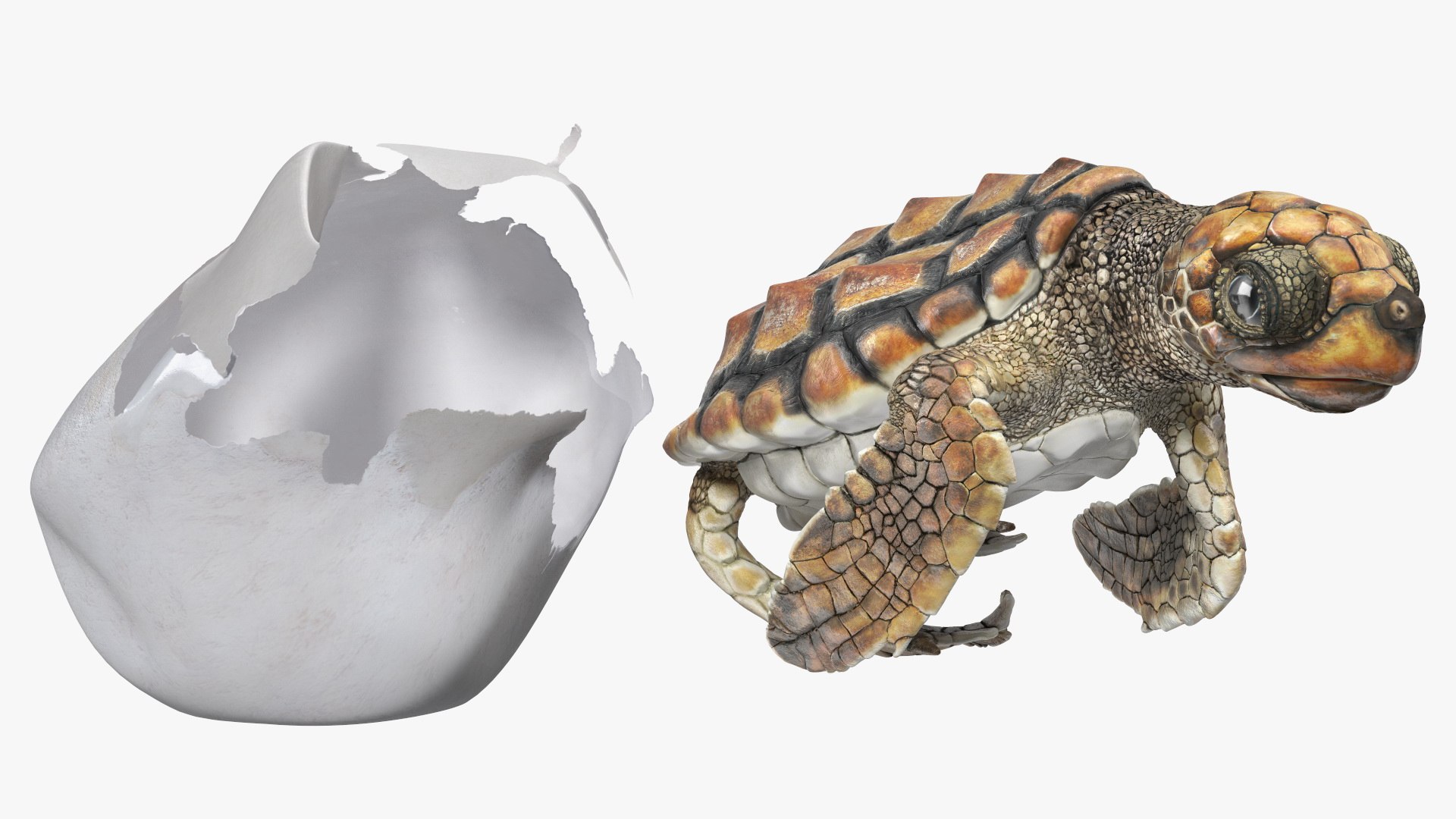 Sea Turtle Reproductive Cycle Collection Model - TurboSquid 2209200