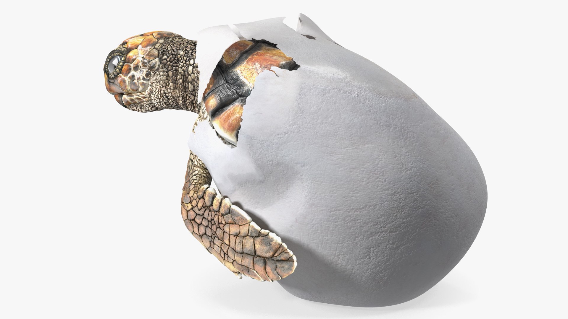 Sea Turtle Reproductive Cycle Collection Model - TurboSquid 2209200