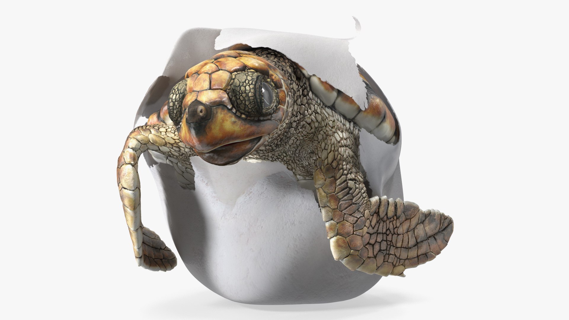 Sea Turtle Reproductive Cycle Collection Model - TurboSquid 2209200