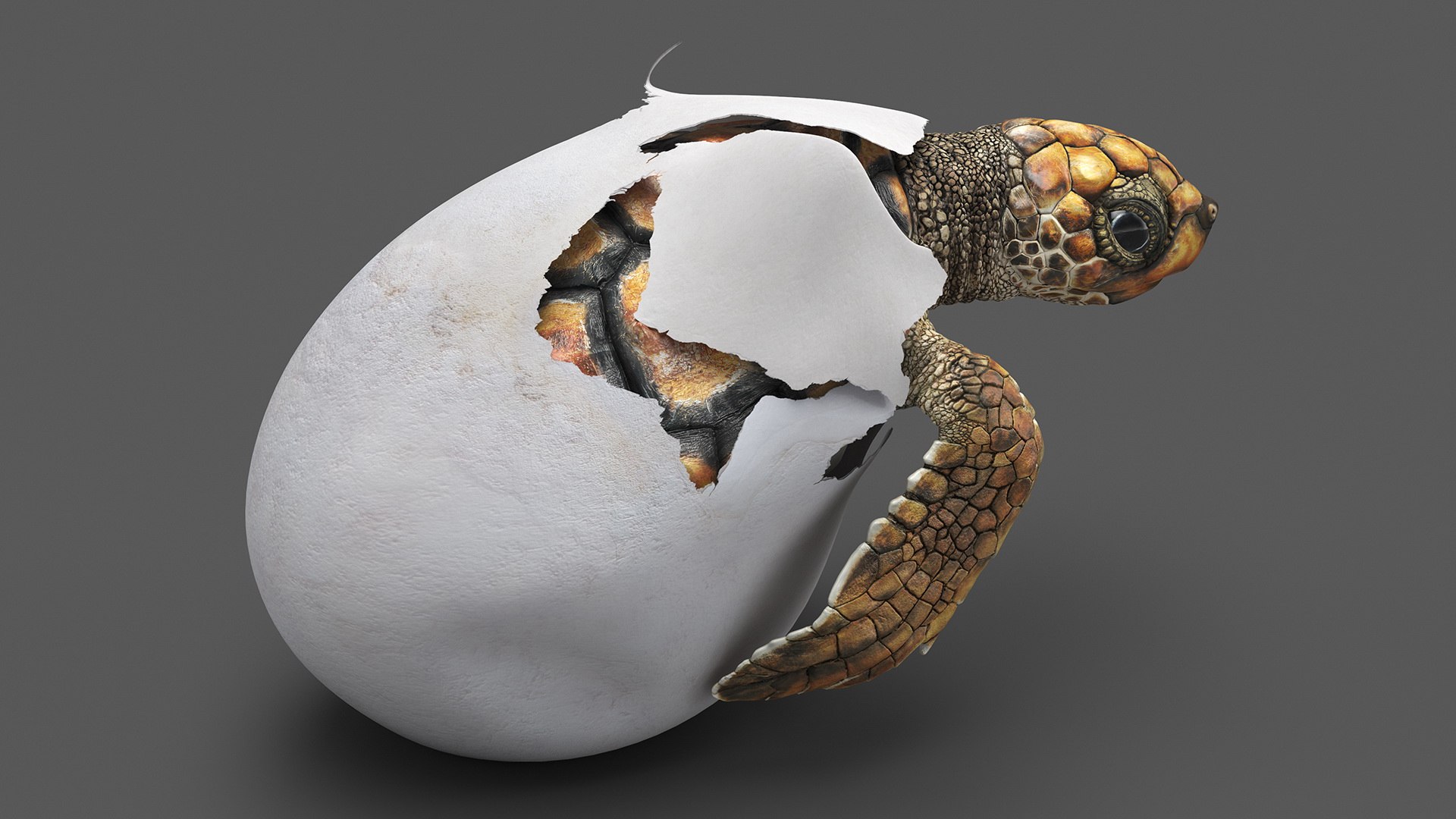 Sea Turtle Reproductive Cycle Collection Model - TurboSquid 2209200