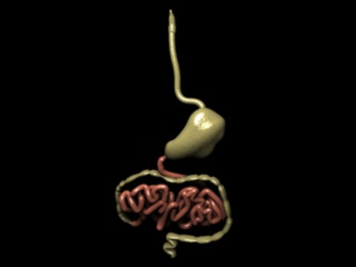 3d Digestive Esophagus Stomach Model