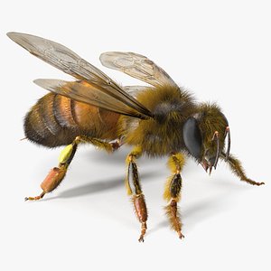 3D Bee Models - Browse & Download Formats - TurboSquid