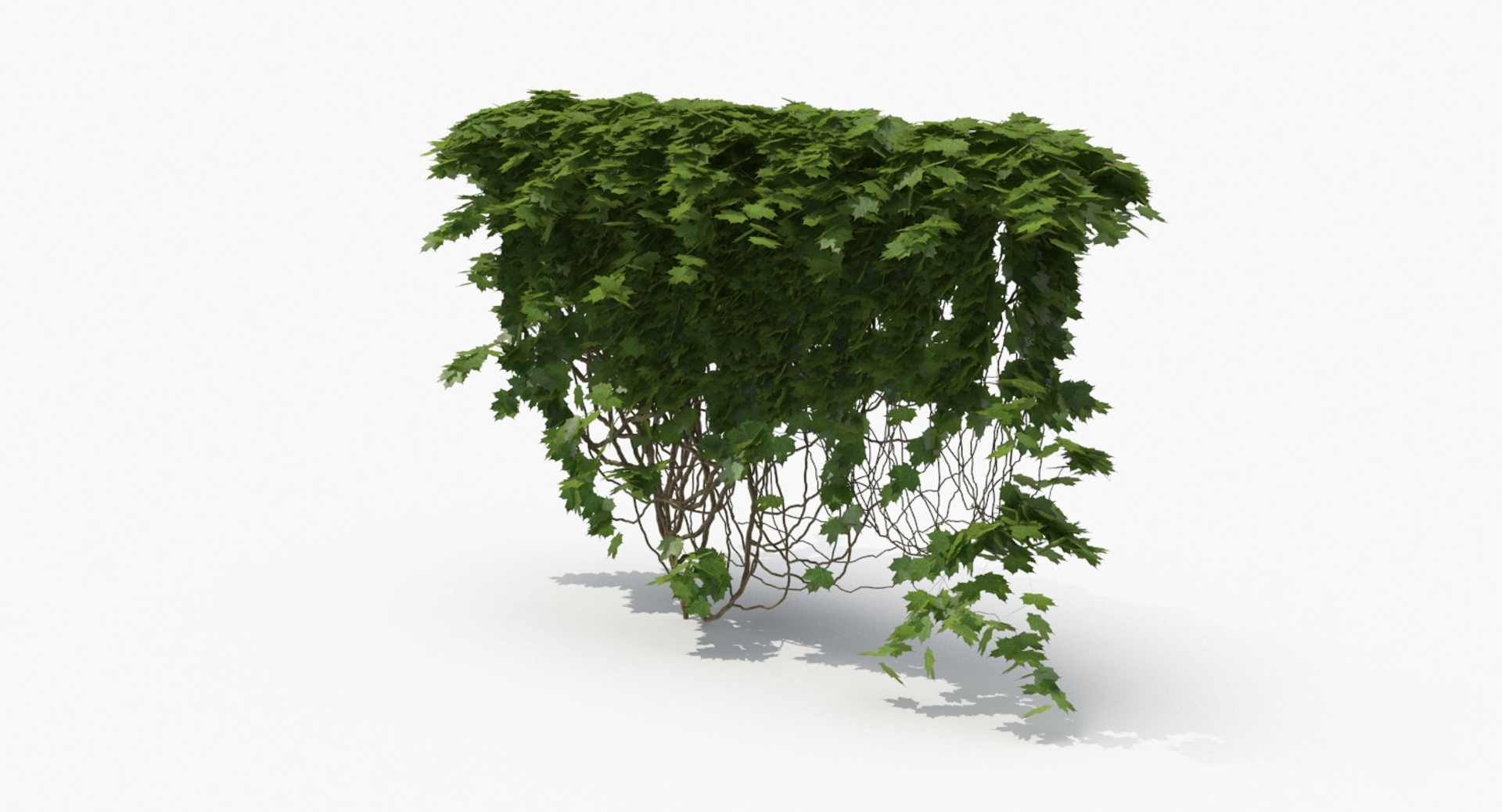 Ivy 2 3D Model - TurboSquid 1243430