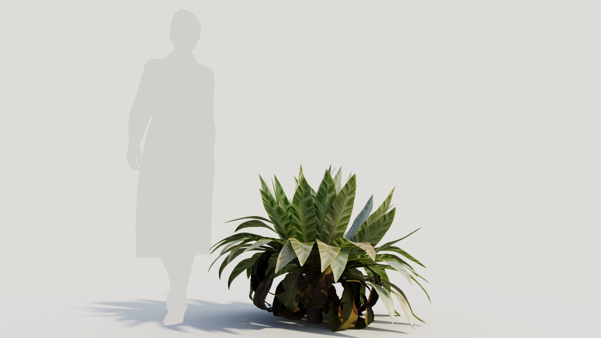 3D Asplenium Nidus B Model - TurboSquid 2178224