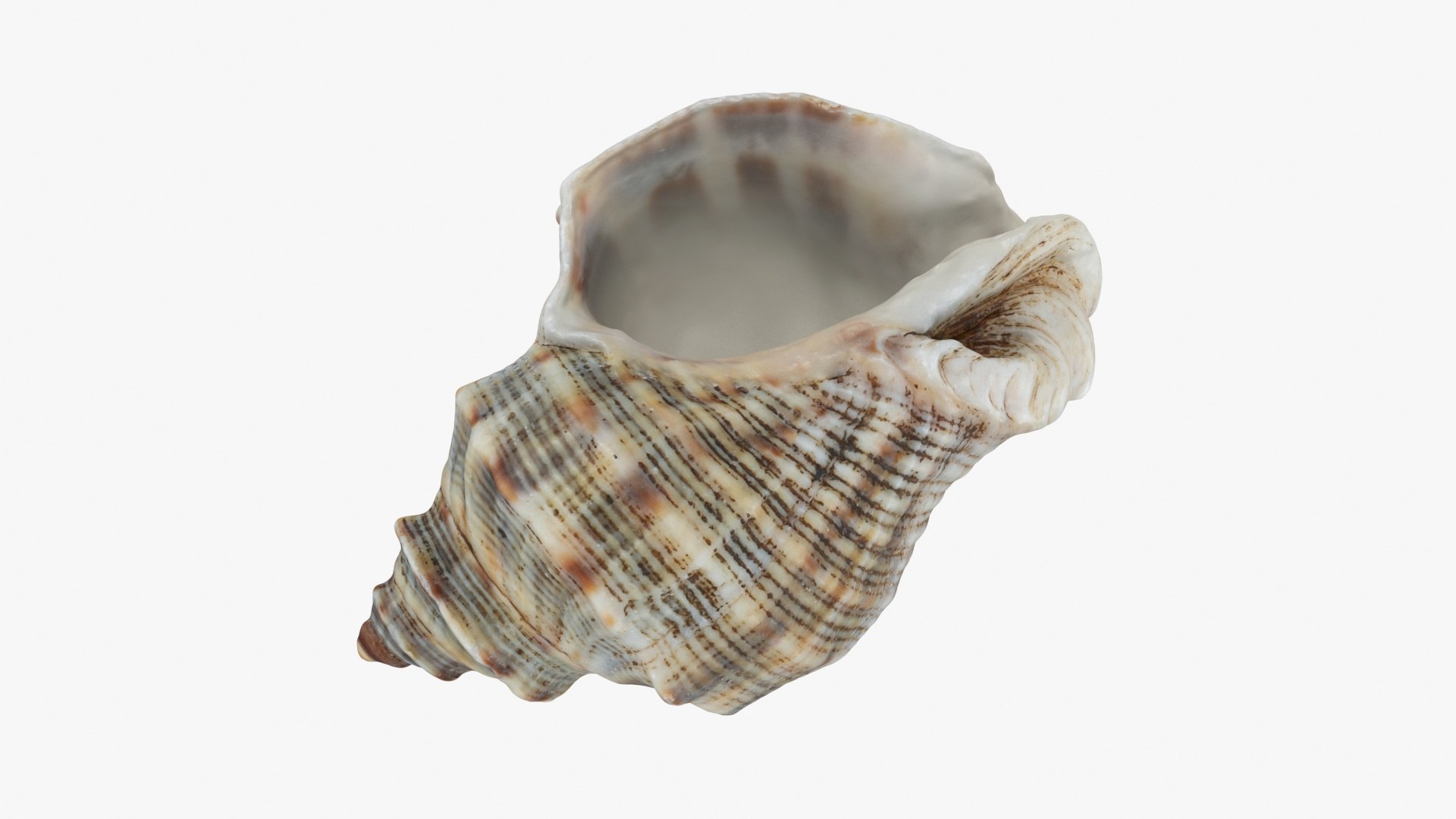 3D Cockleshell 2 Model - TurboSquid 2140114