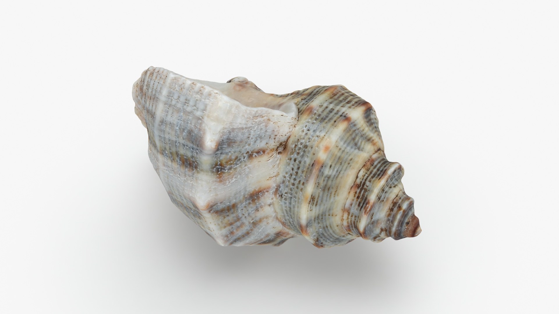 3D Cockleshell 2 Model - TurboSquid 2140114