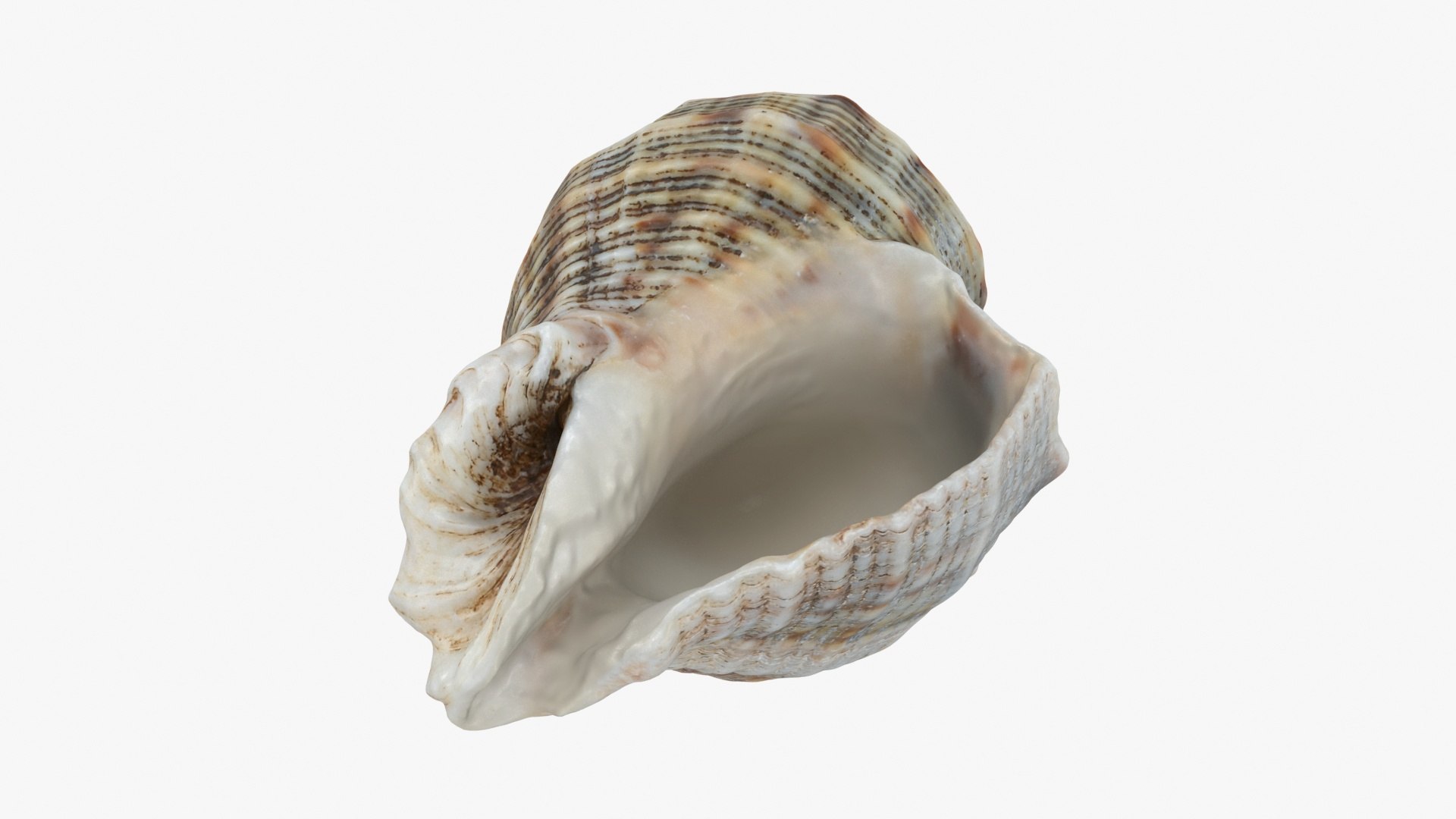 3D Cockleshell 2 Model - TurboSquid 2140114
