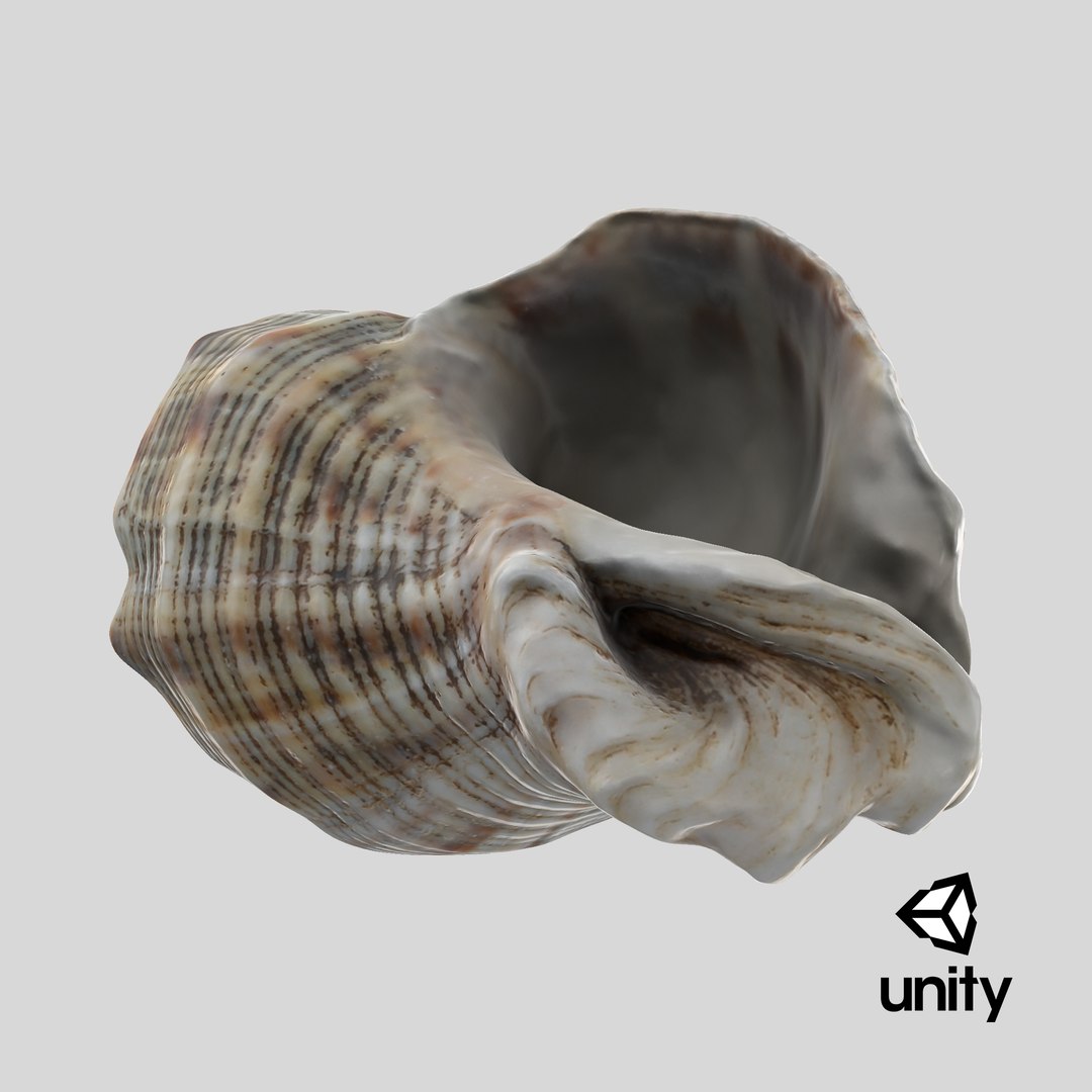 3D Cockleshell 2 Model - TurboSquid 2140114