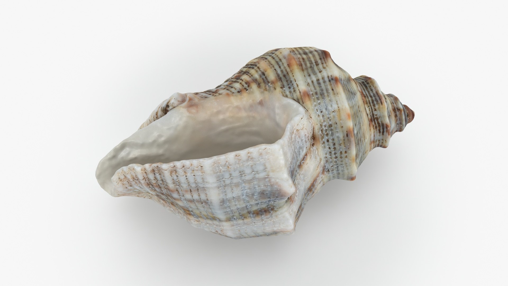 3D Cockleshell 2 Model - TurboSquid 2140114