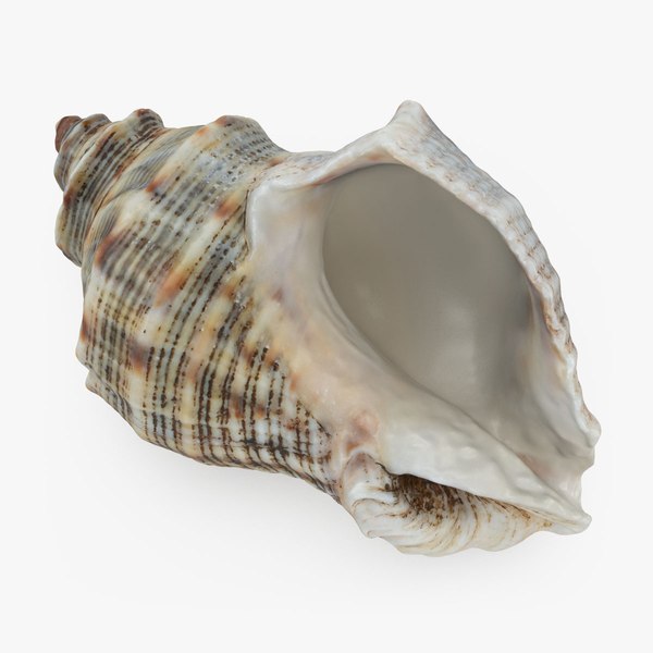 3D Shell Models | TurboSquid
