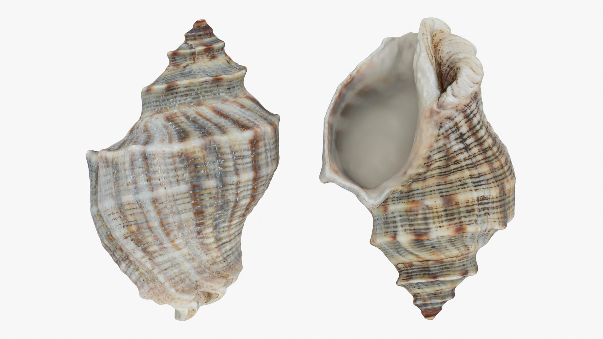 3D Cockleshell 2 Model - TurboSquid 2140114