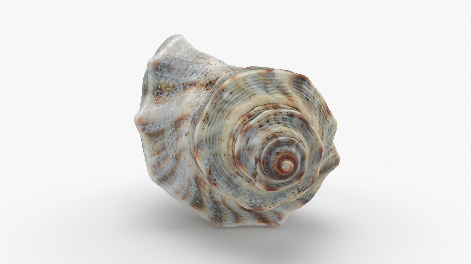 3D Cockleshell 2 Model - TurboSquid 2140114