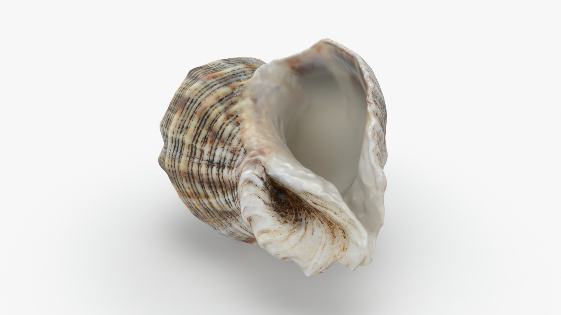 3D Cockleshell 2 Model - TurboSquid 2140114