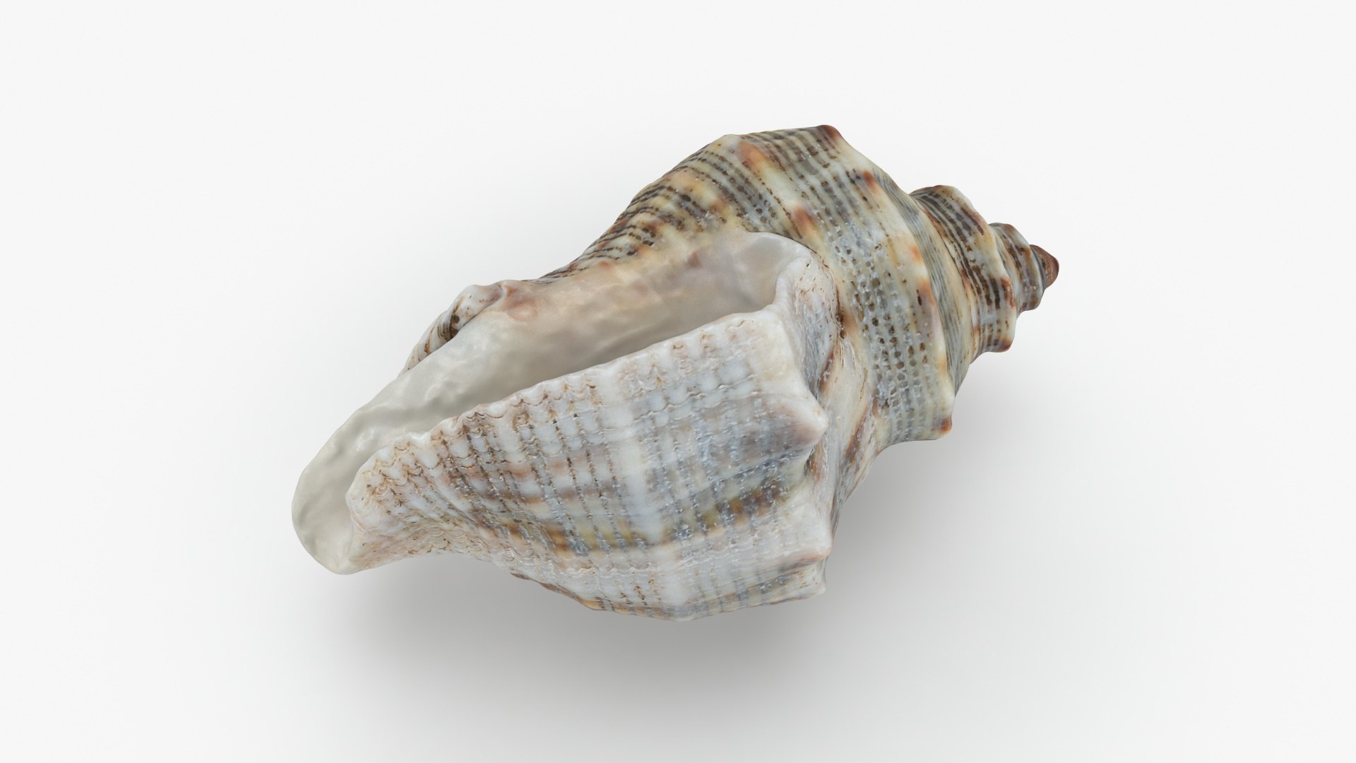 3D Cockleshell 2 Model - TurboSquid 2140114