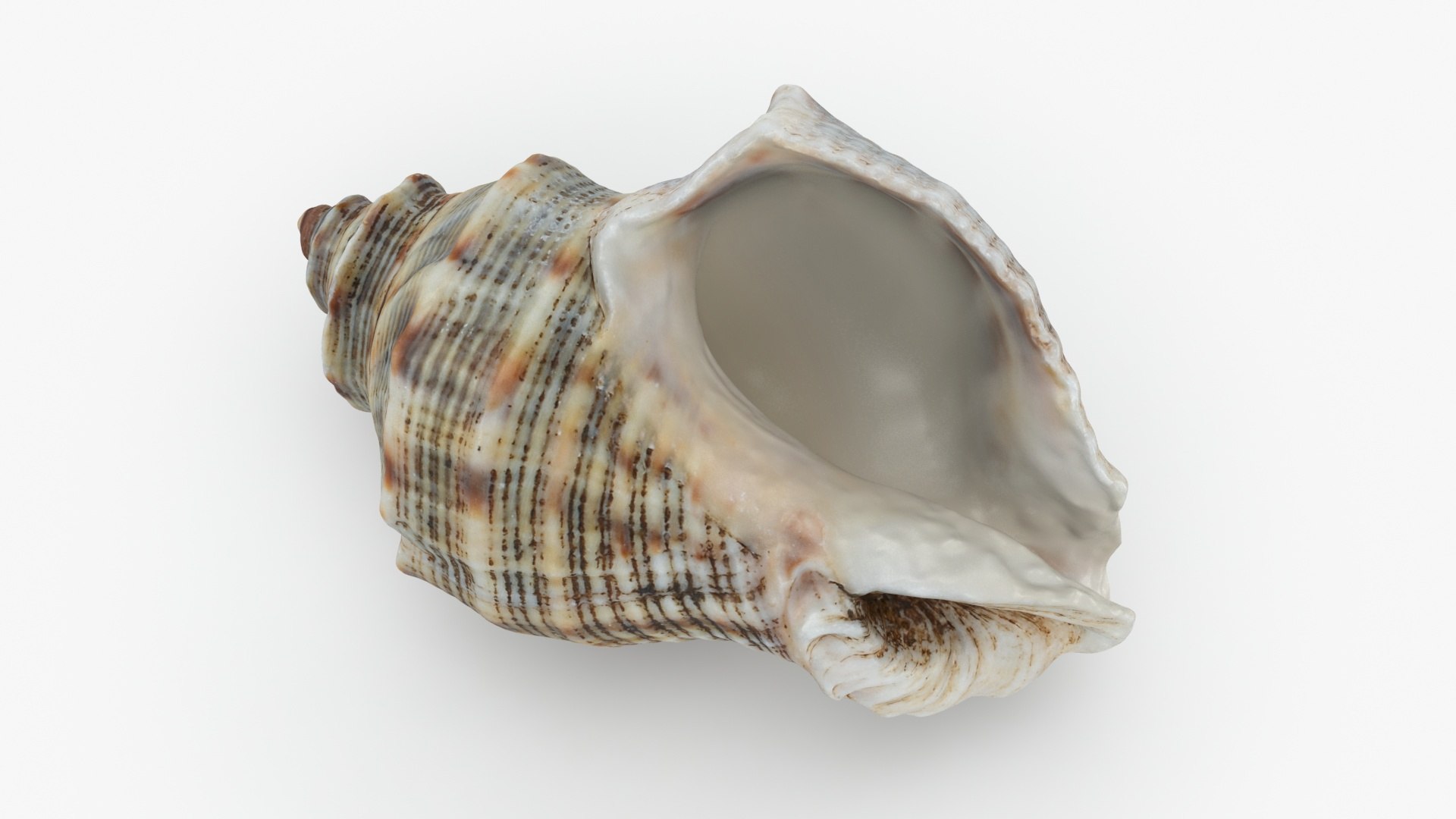 3D Cockleshell 2 Model - TurboSquid 2140114