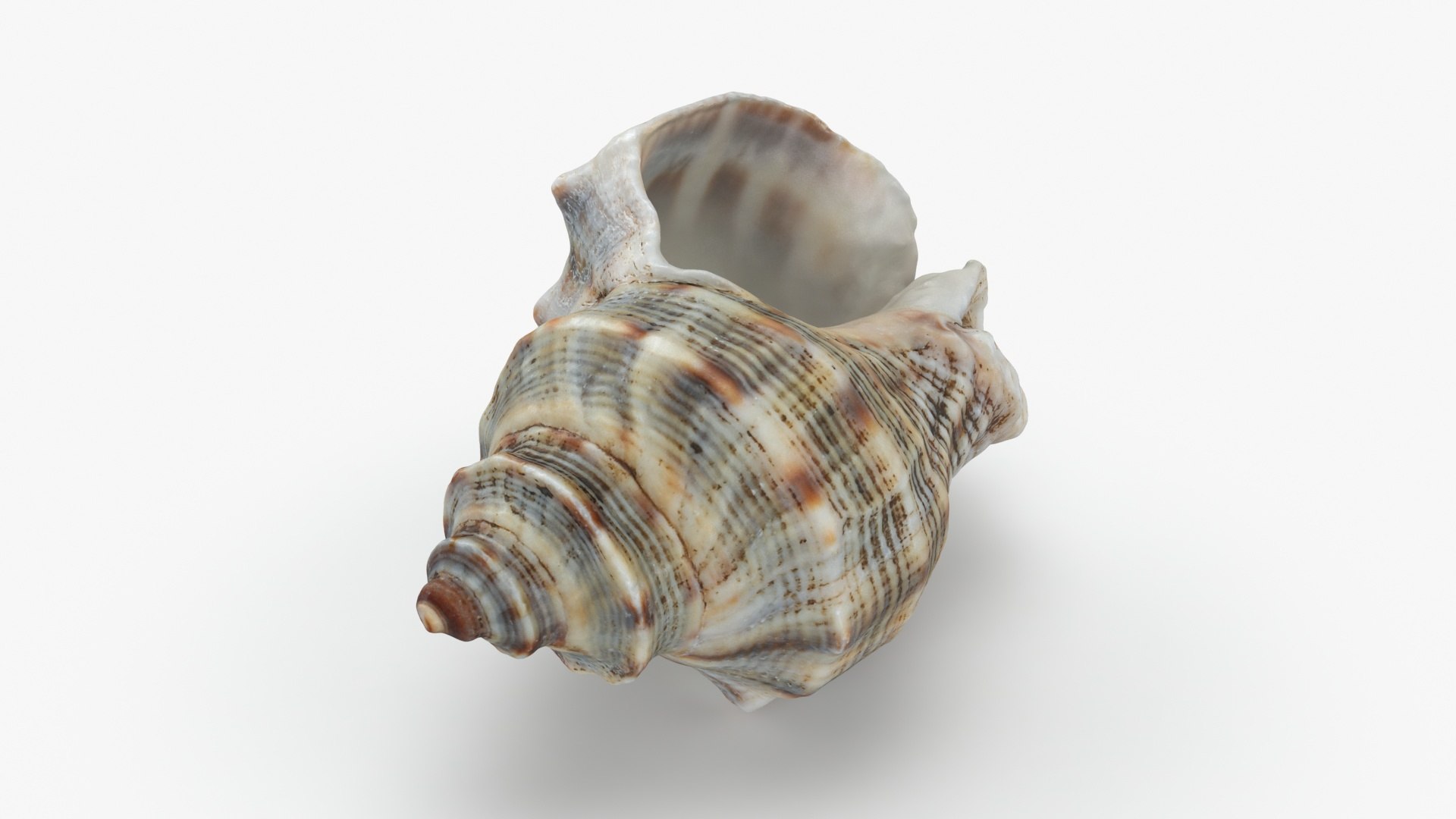 3D Cockleshell 2 Model - TurboSquid 2140114