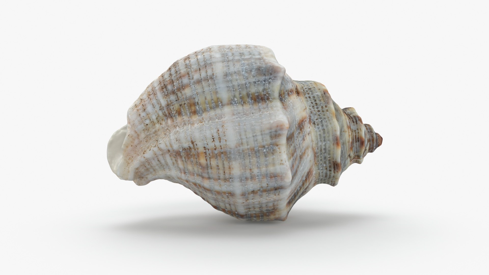 3D Cockleshell 2 Model - TurboSquid 2140114