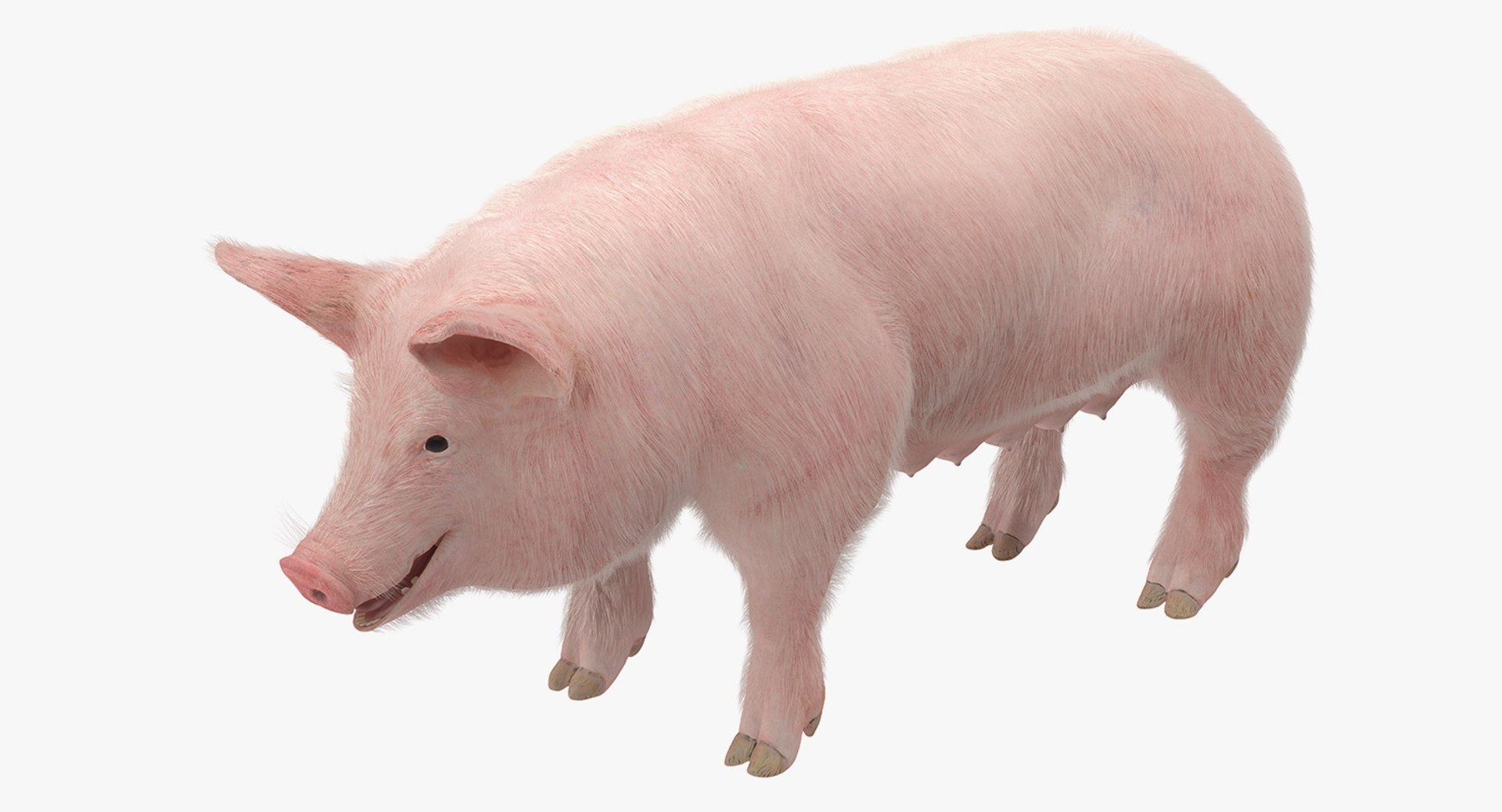 Pig sow landrace fur 3D model - TurboSquid 1357827