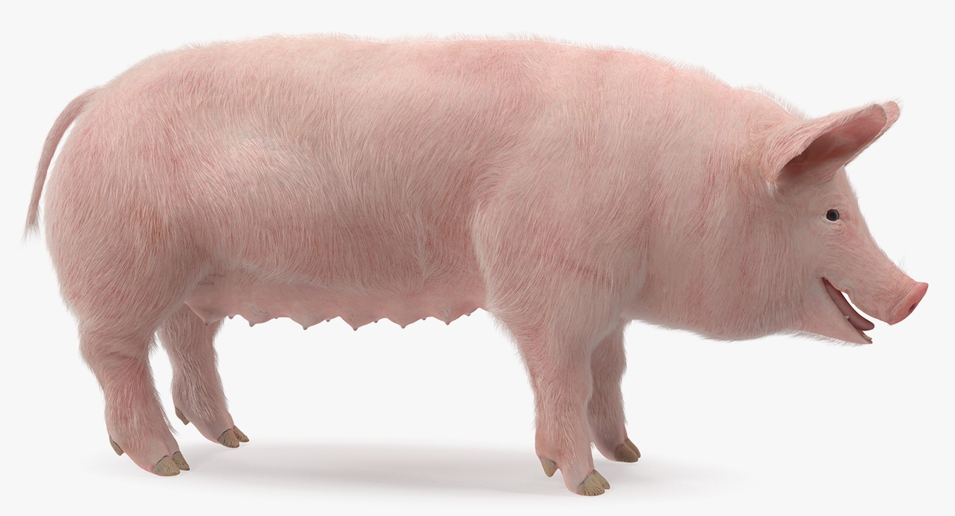 Pig Sow Landrace Fur 3D Model - TurboSquid 1357827