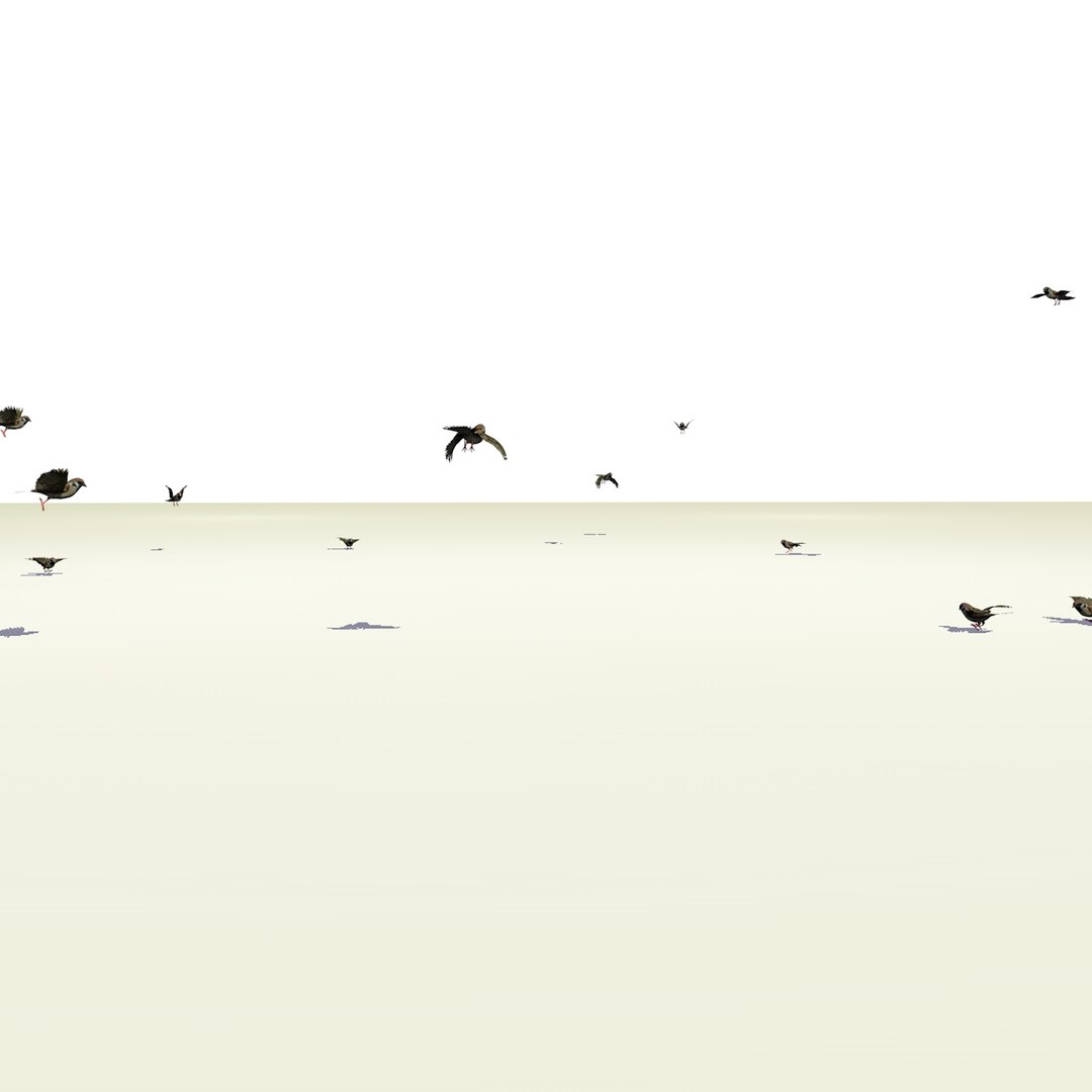 3D Group Sparrows Landing Flying Model - TurboSquid 1328809