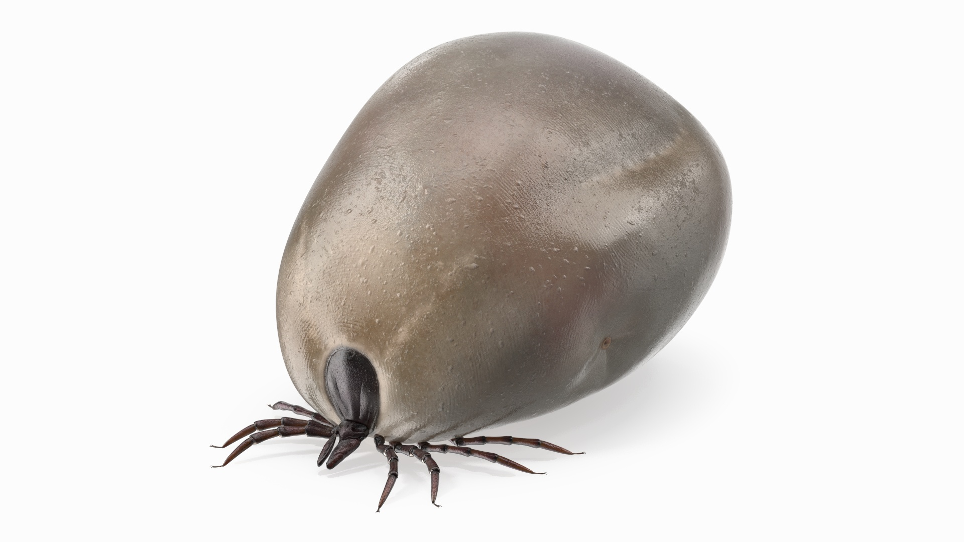 3D Distended Tick Rigged - TurboSquid 2335695