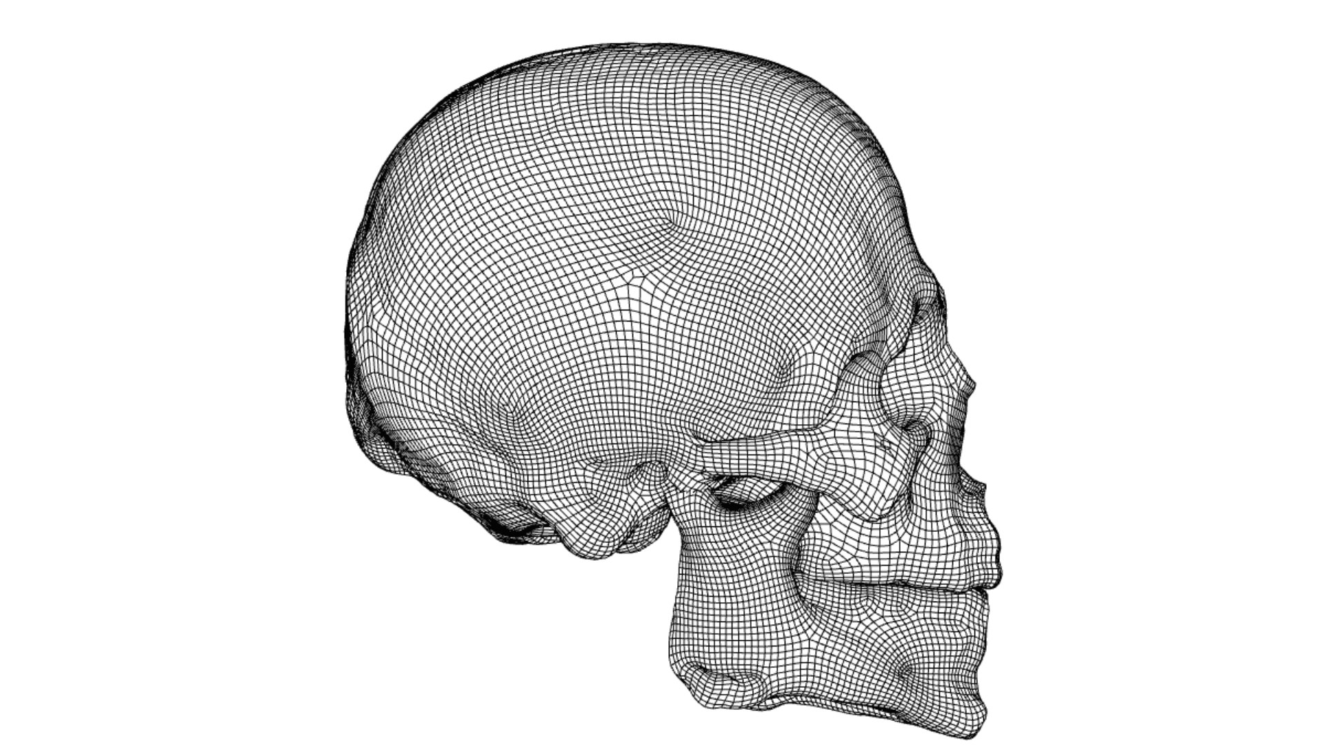 Robust Skull Cranium 3D Model - TurboSquid 1589230