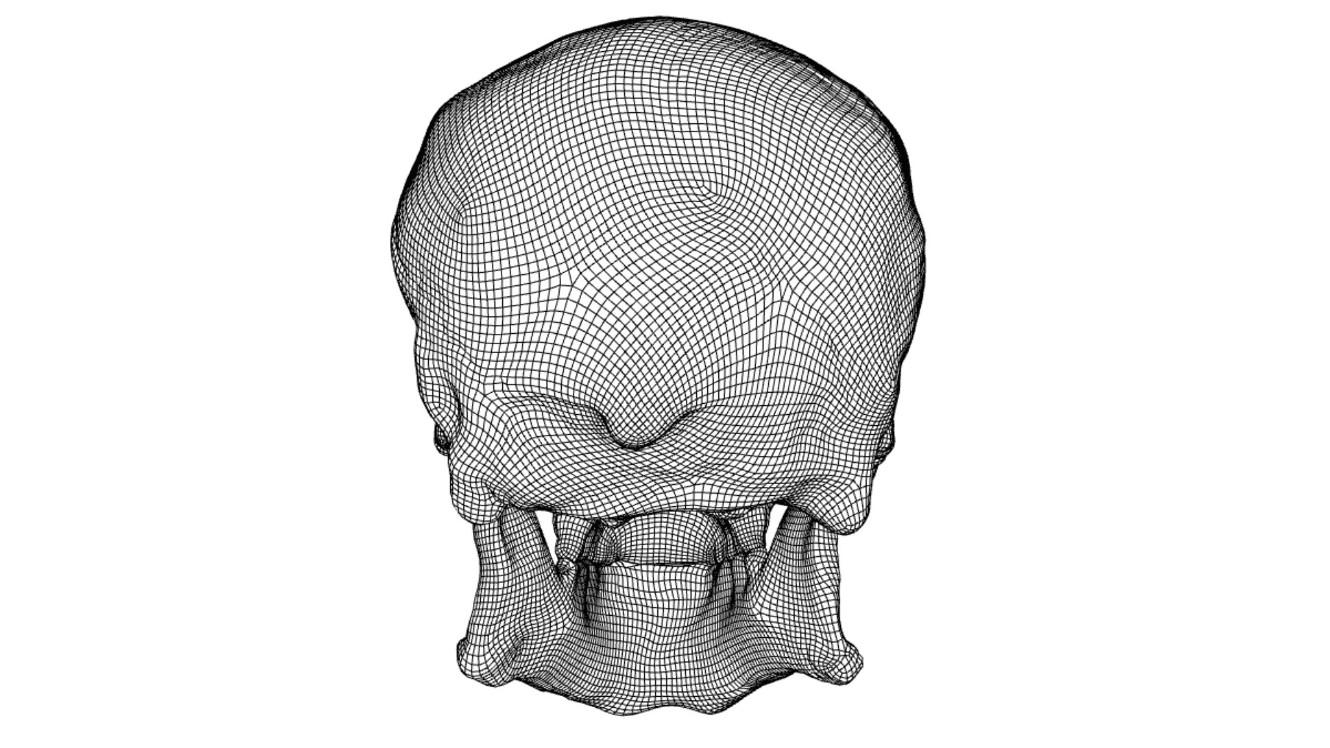 Robust Skull Cranium 3D Model - TurboSquid 1589230