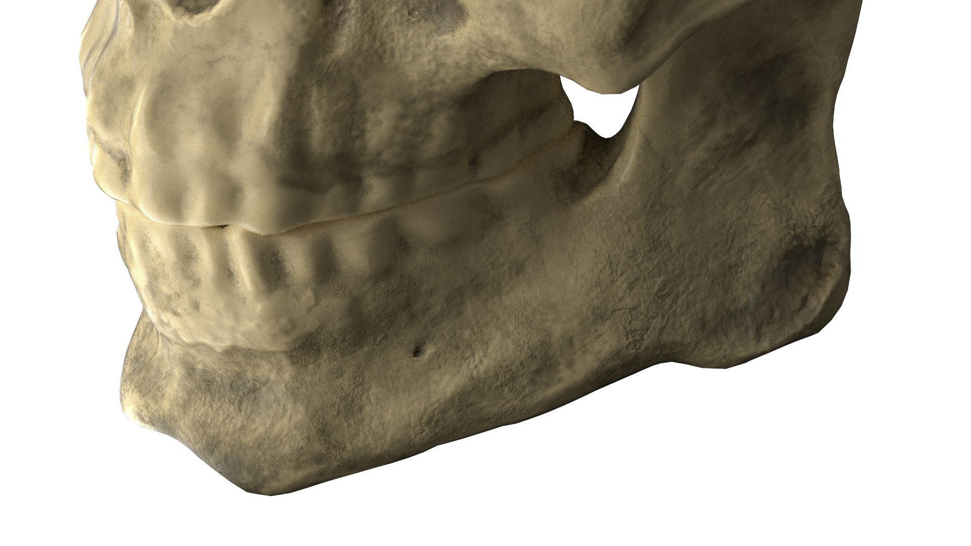 Robust Skull Cranium 3D Model - TurboSquid 1589230