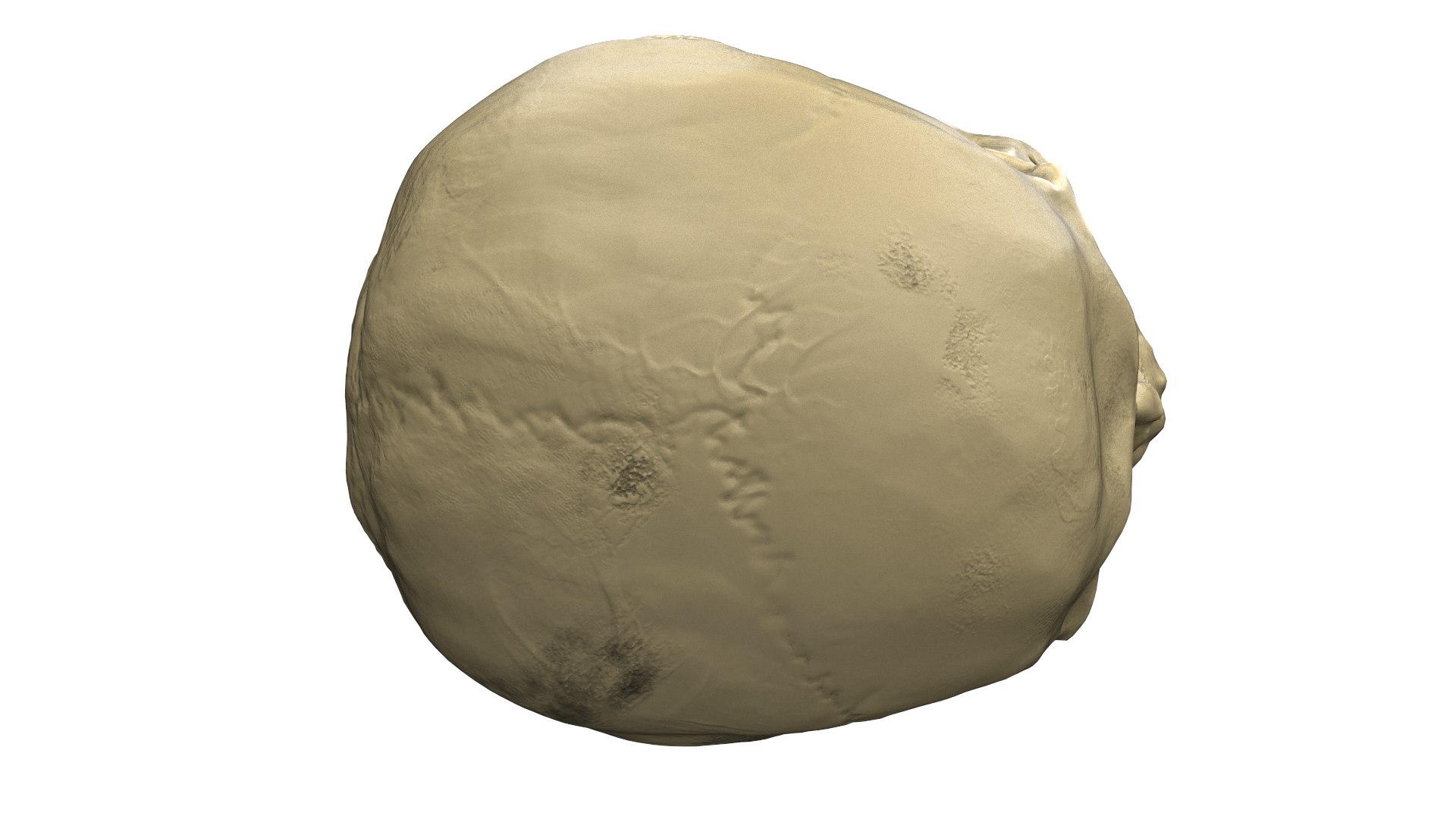 Robust Skull Cranium 3D Model - TurboSquid 1589230