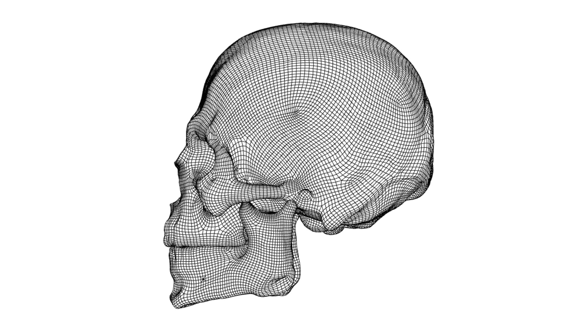 Robust Skull Cranium 3D Model - TurboSquid 1589230