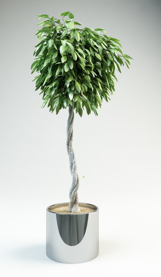 3d fig ficus tree