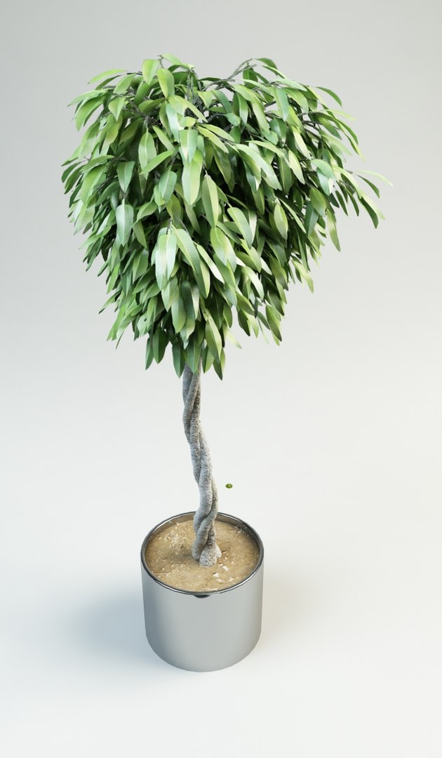 3d fig ficus tree