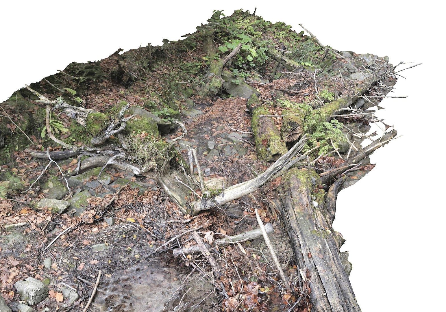 3D Forest Asset Hd - TurboSquid 1640969
