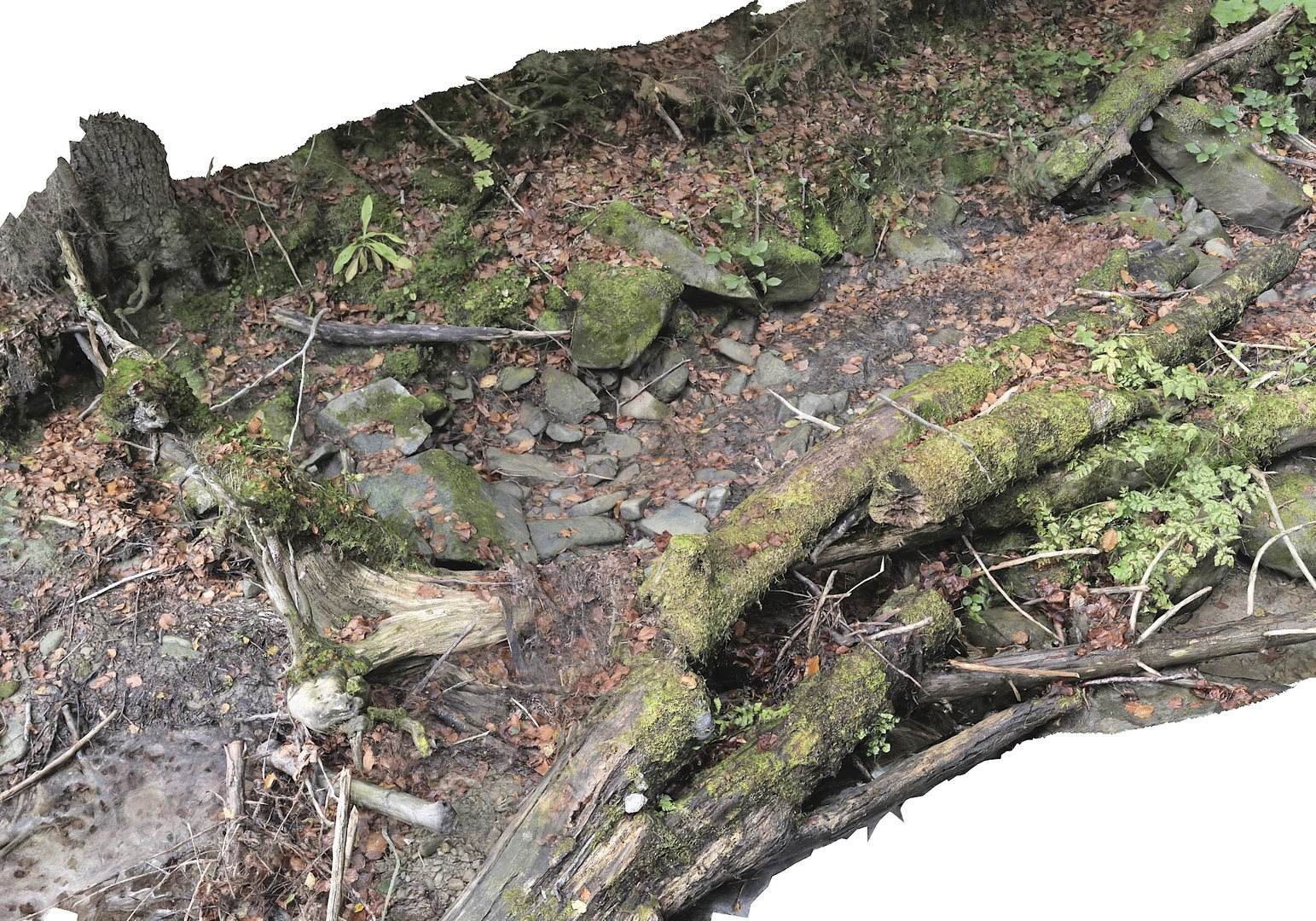 3D Forest Asset Hd - TurboSquid 1640969