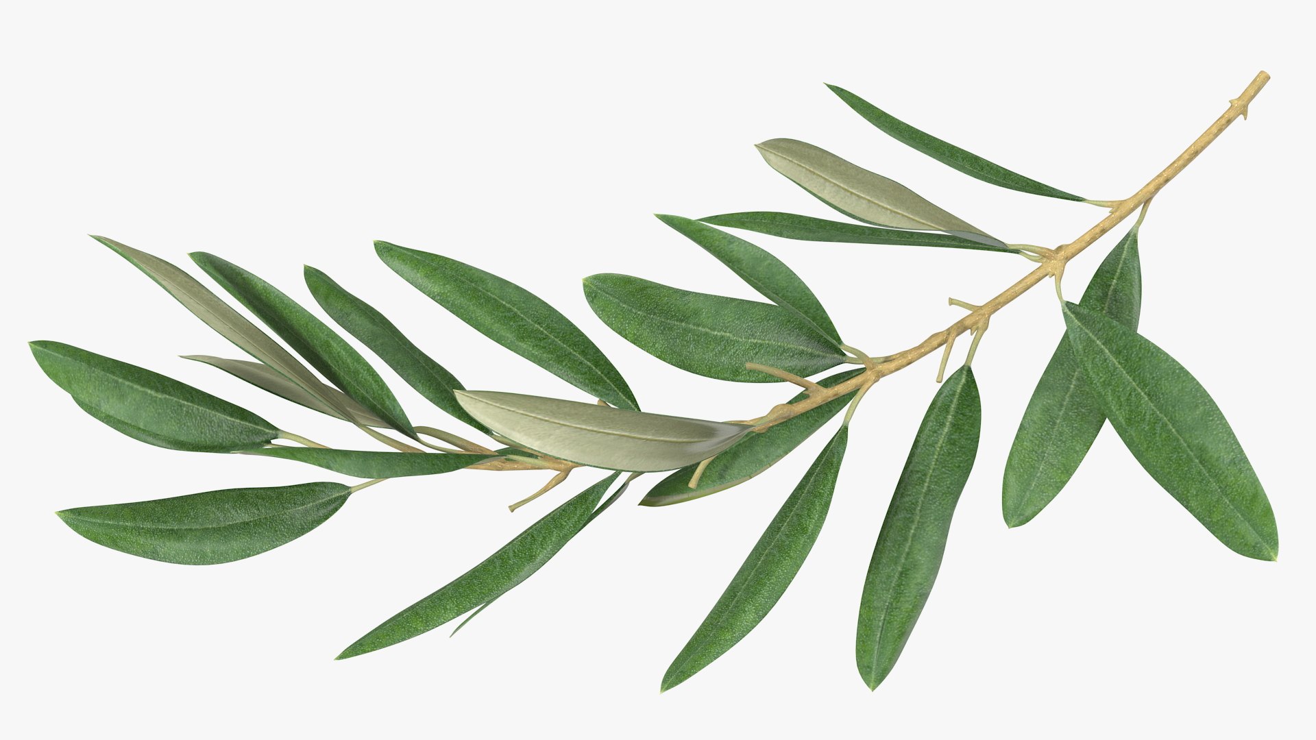 3D Olive Tree Branch No Olives Lying - TurboSquid 1944989