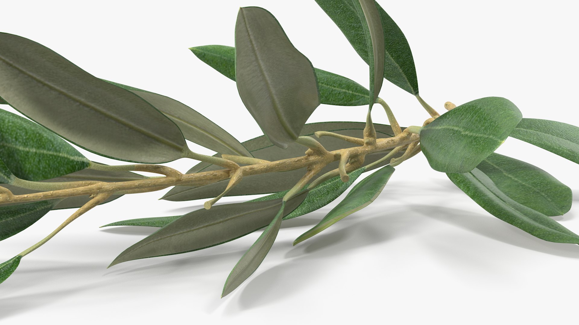 3D Olive Tree Branch No Olives Lying - TurboSquid 1944989