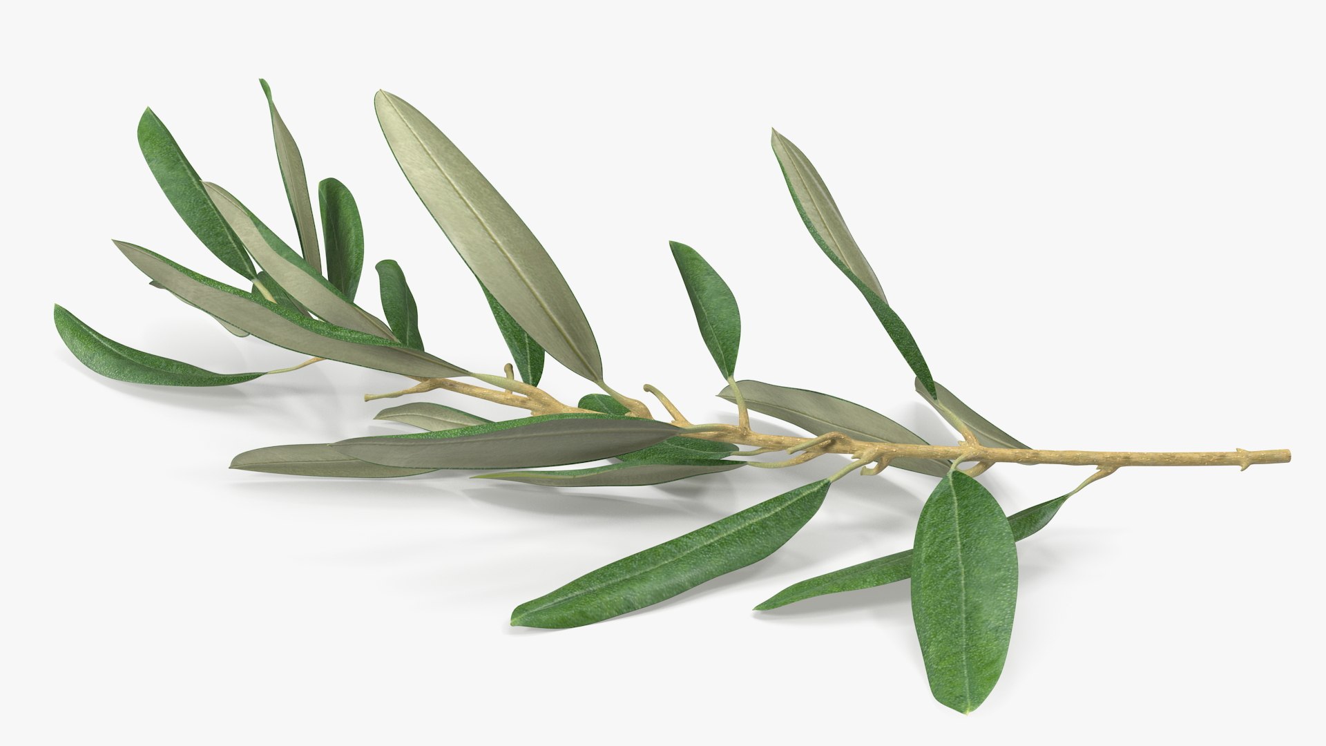 3D Olive Tree Branch No Olives Lying - TurboSquid 1944989