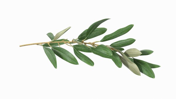 modelo 3d Olive Tree Branch No Olives Lying - TurboSquid 1944989