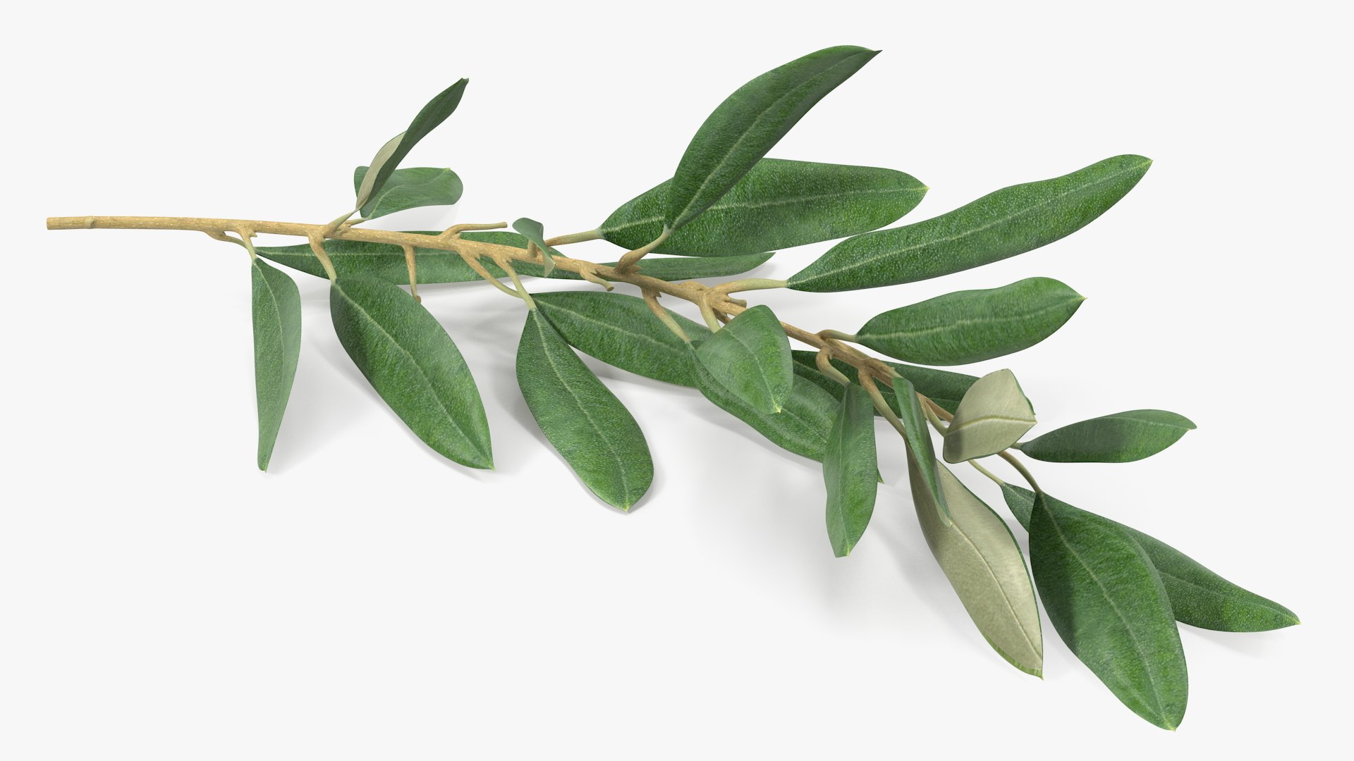 3D Olive Tree Branch No Olives Lying - TurboSquid 1944989