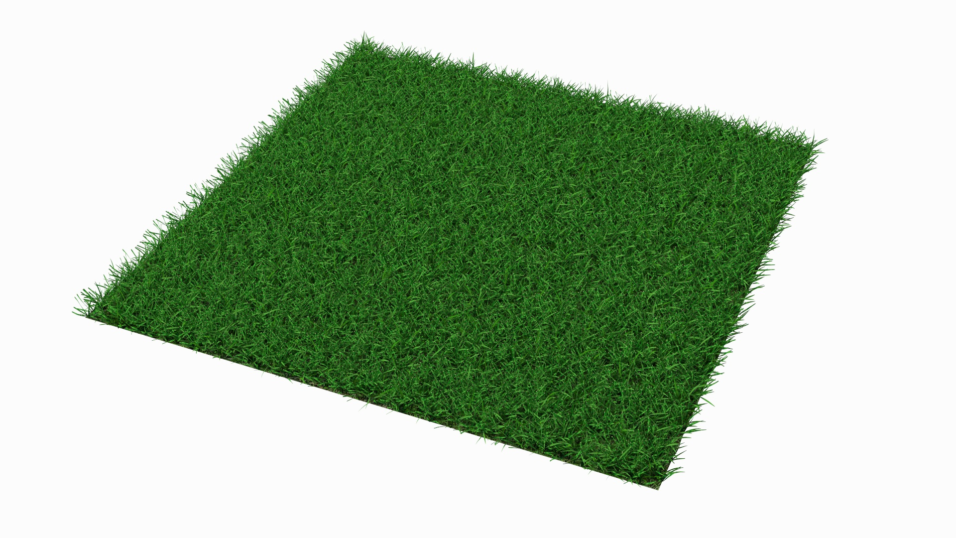 3D Seashore Paspalum Grass - TurboSquid 2243473