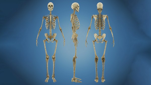 3ds human skeleton