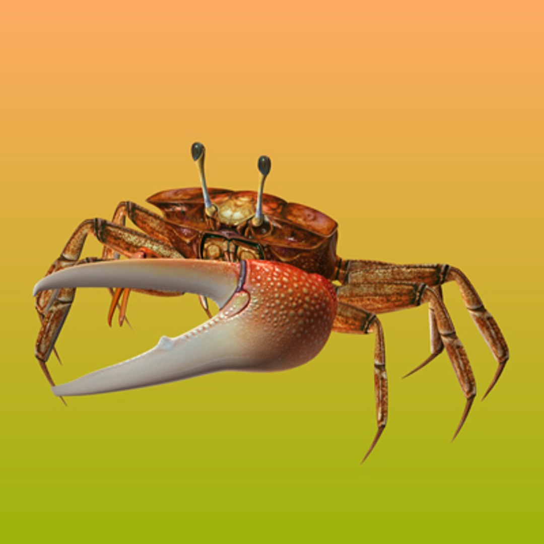 3d fiddler crab