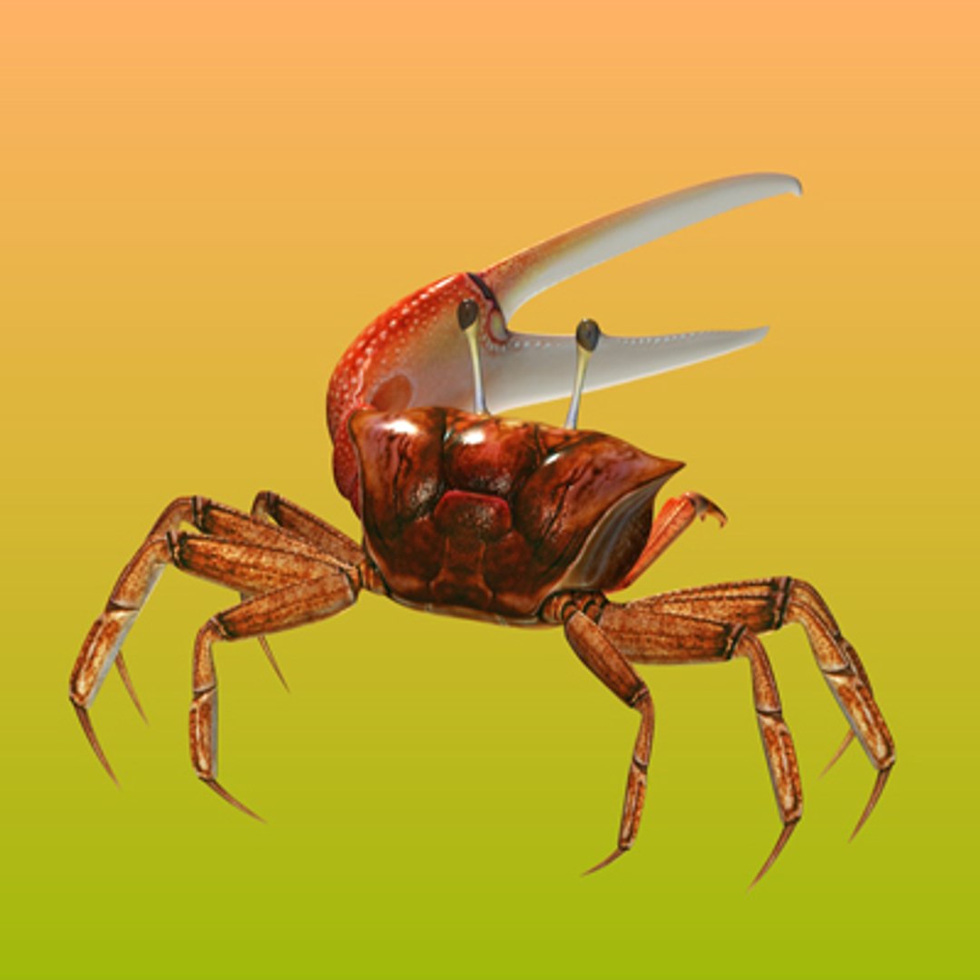 3d fiddler crab